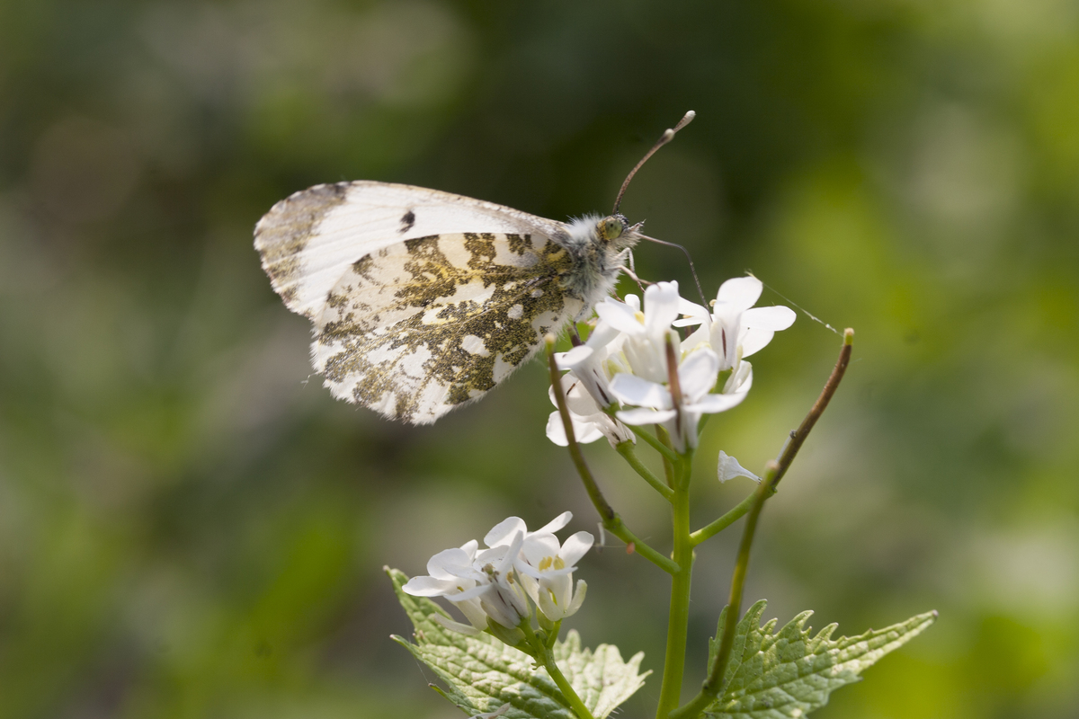 Look-zonder-look - Alliaria petiolata
