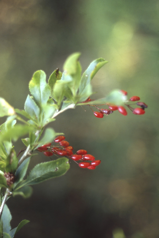 Zuurbes - Berberis vulgaris