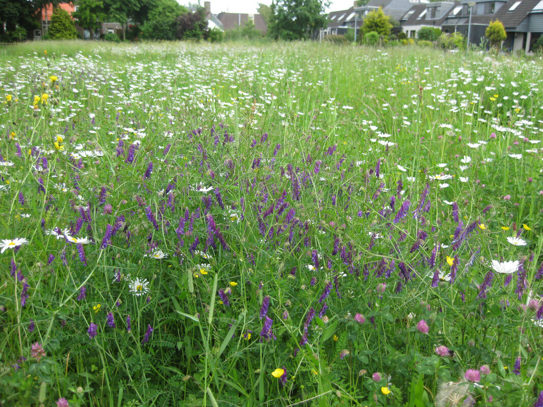 Kruidenrijk grasland