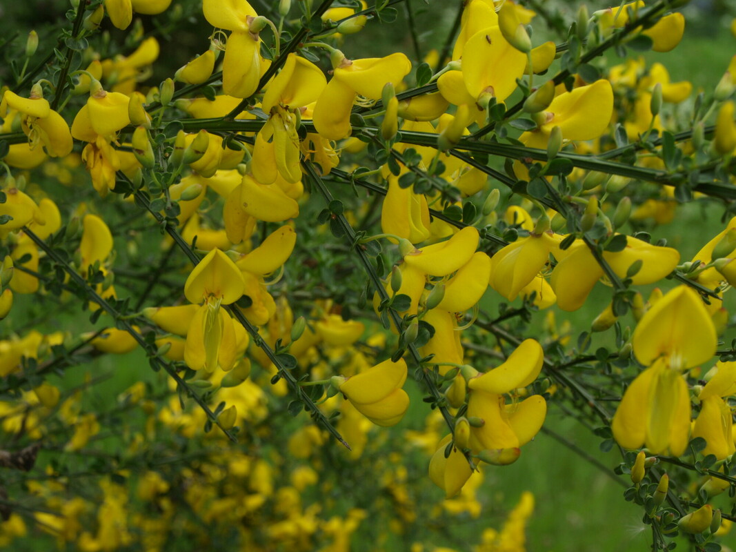 Brem - Cytisus scoparius