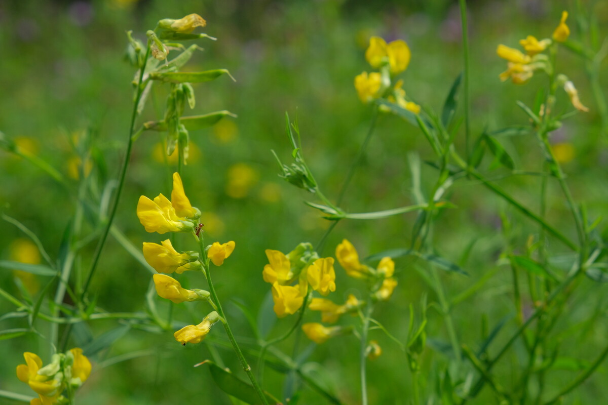 Veldlathyrus - Lathyrus pratensis