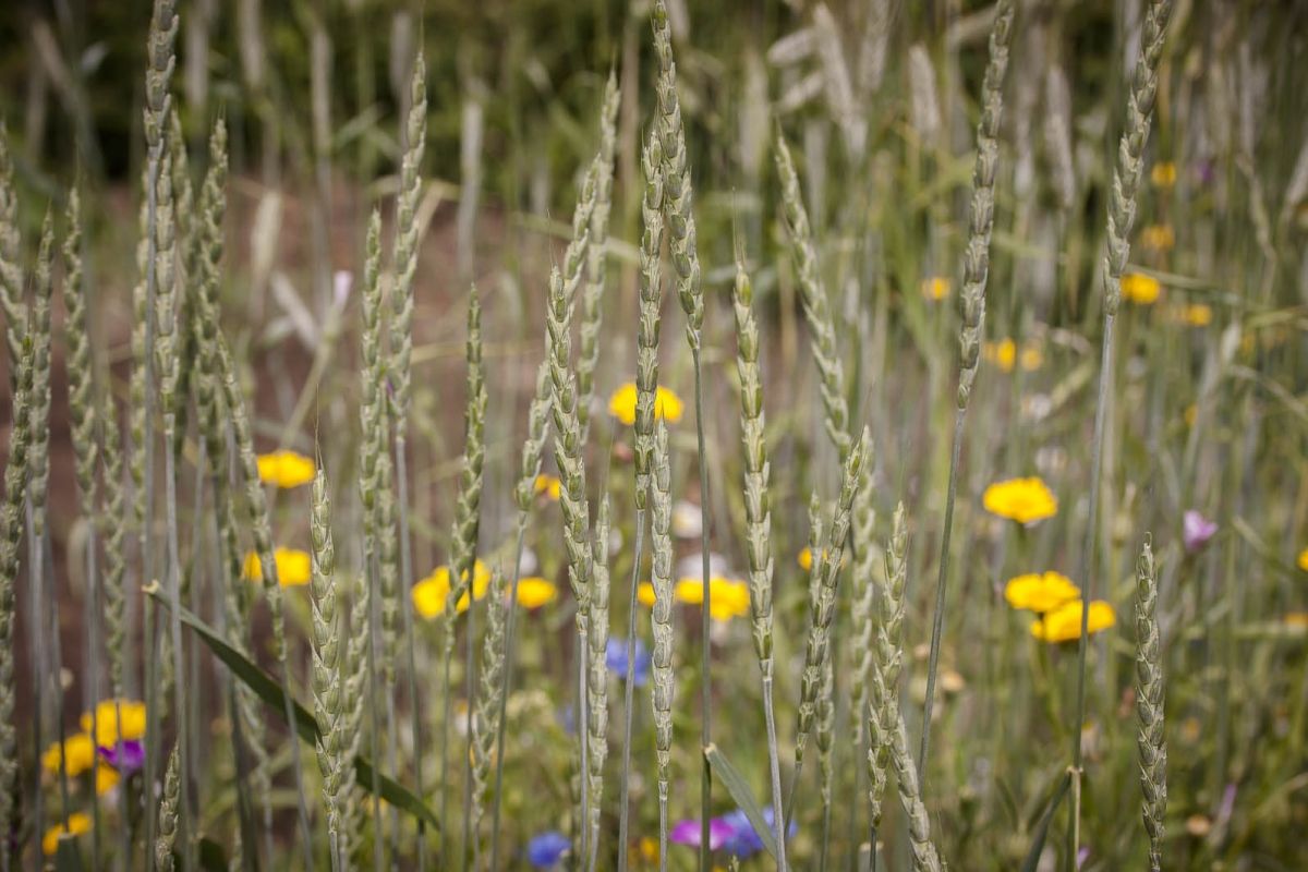 Spelt - Triticum spelta