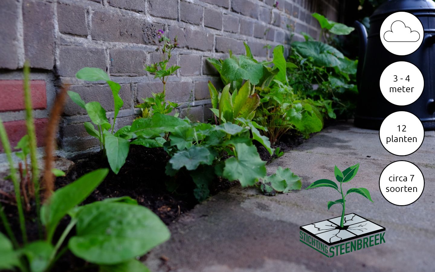 Inheemse plantpakketten voor je tuin | Cruydt-Hoeck