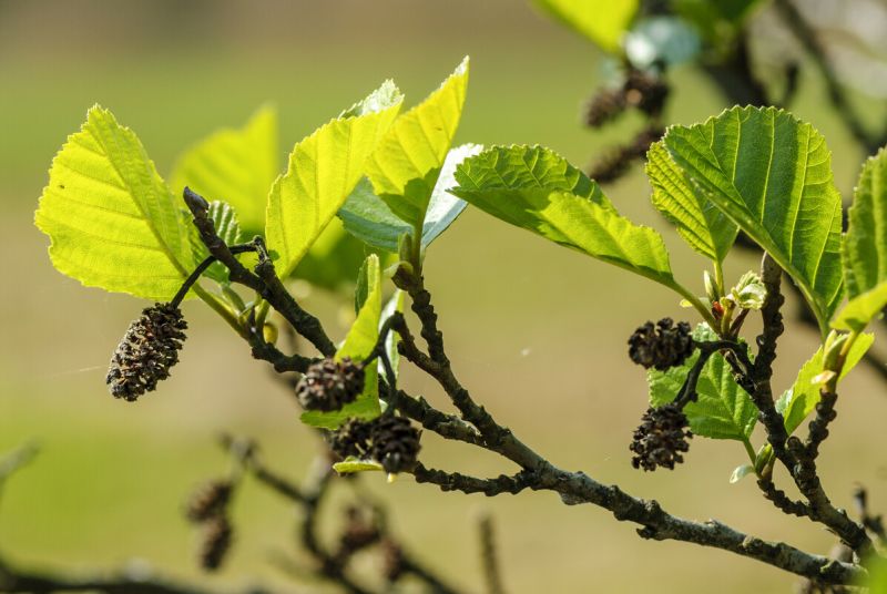 Inheemse bomen en struiken voor haag en vogelbos | Cruydt-Hoeck