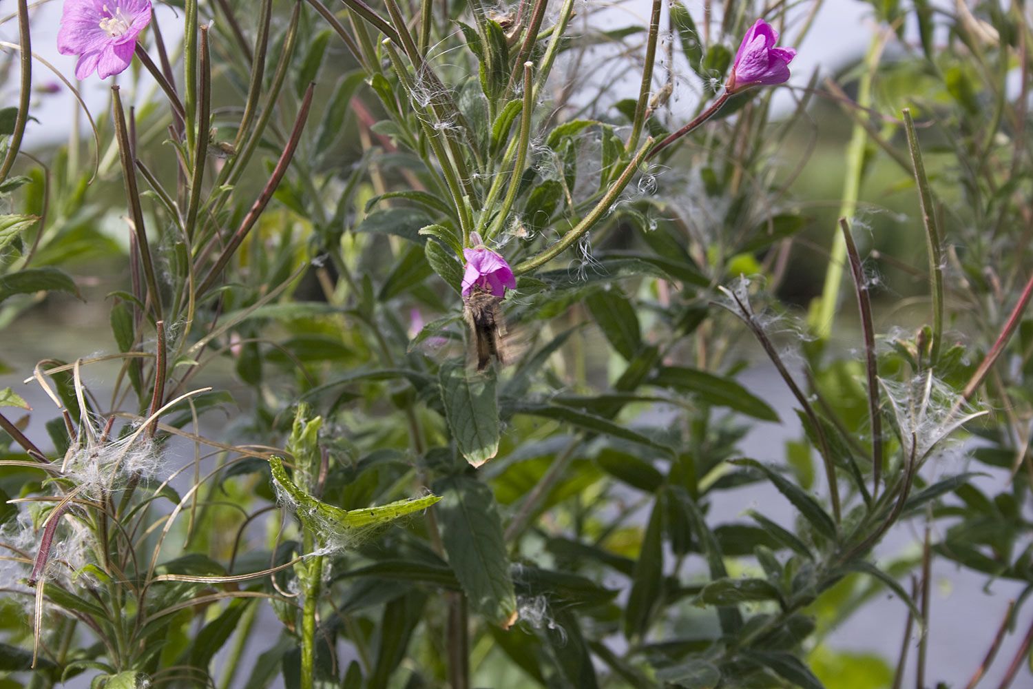 Harig wilgenroosje - Epilobium hirsutum