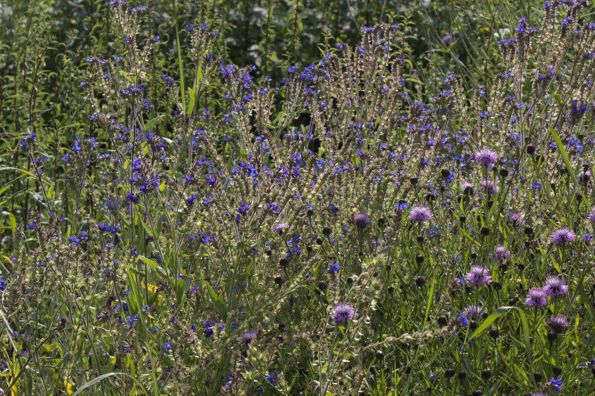 Gewone ossentong - Anchusa officinalis
