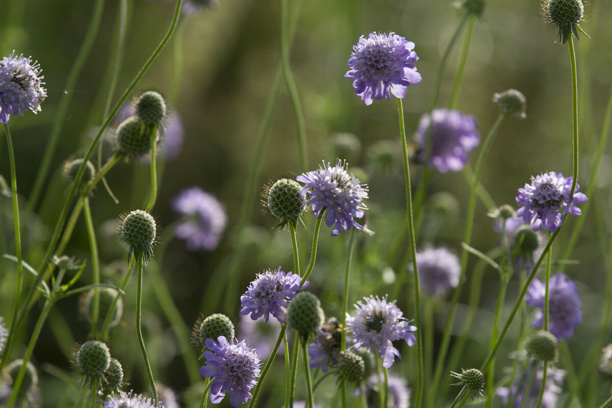 Inheemse zaden en planten voor tuin en openbaar groen | Cruydt-Hoeck
