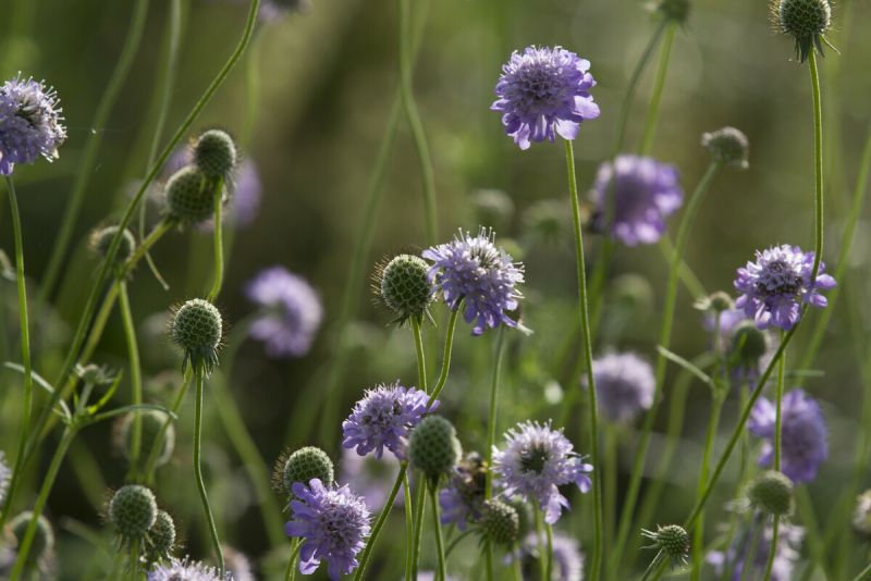 Inheemse zaden en planten voor tuin en openbaar groen | Cruydt-Hoeck
