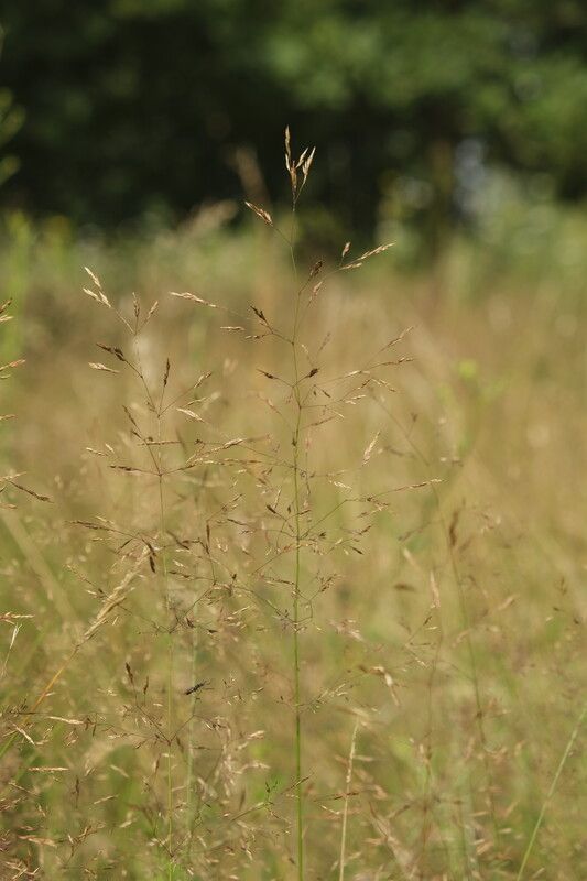Gewoon struisgras - Agrostis capillaris