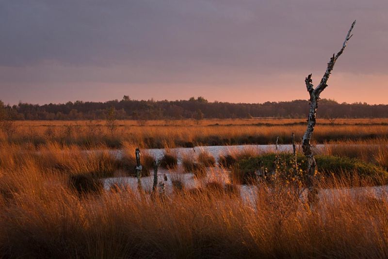 Wilde planten voor natte grond in de zon | Cruydt-Hoeck