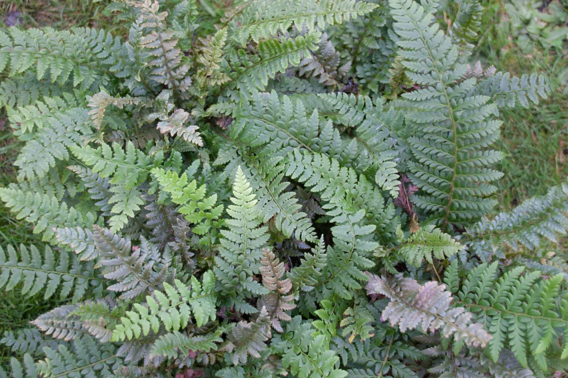 Stijve naaldvaren - Polystichum aculeatum