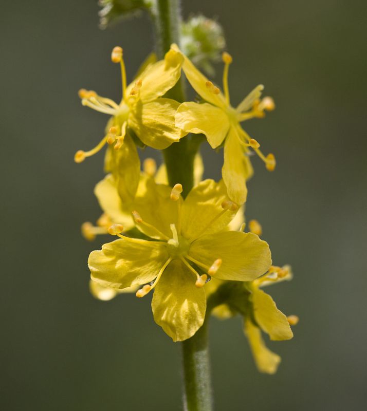 Gewone agrimonie - Agrimonia eupatoria