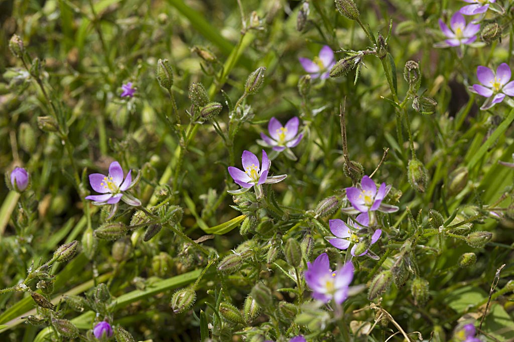 Rode schijnspurrie - Spergularia rubra