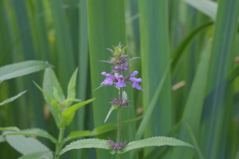 Moerasandoorn - Stachys palustris