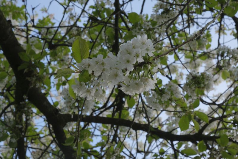 Zoete kers of Boskriek - Prunus avium
