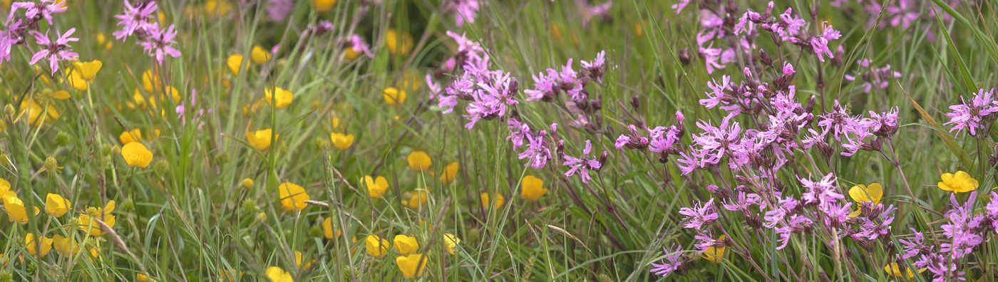 Wilde planten voor natte grond in de zon | Cruydt-Hoeck