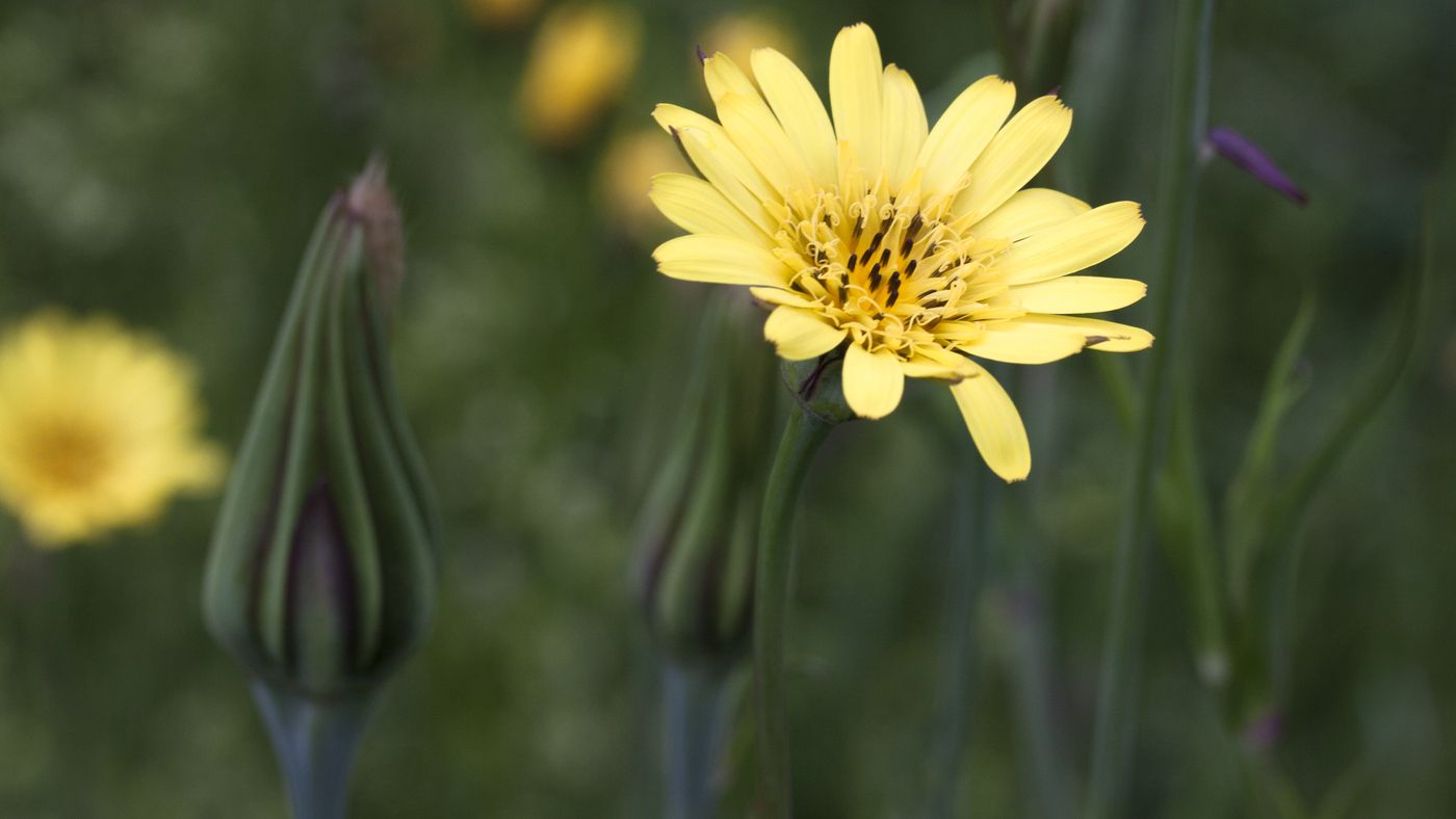 Gele morgenster - Tragopogon pratensis subsp. pratensis