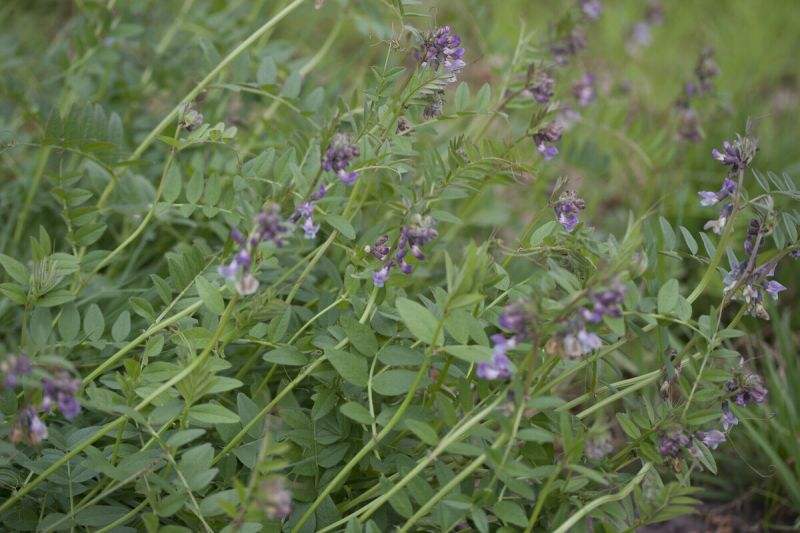Heggenwikke - Vicia sepium