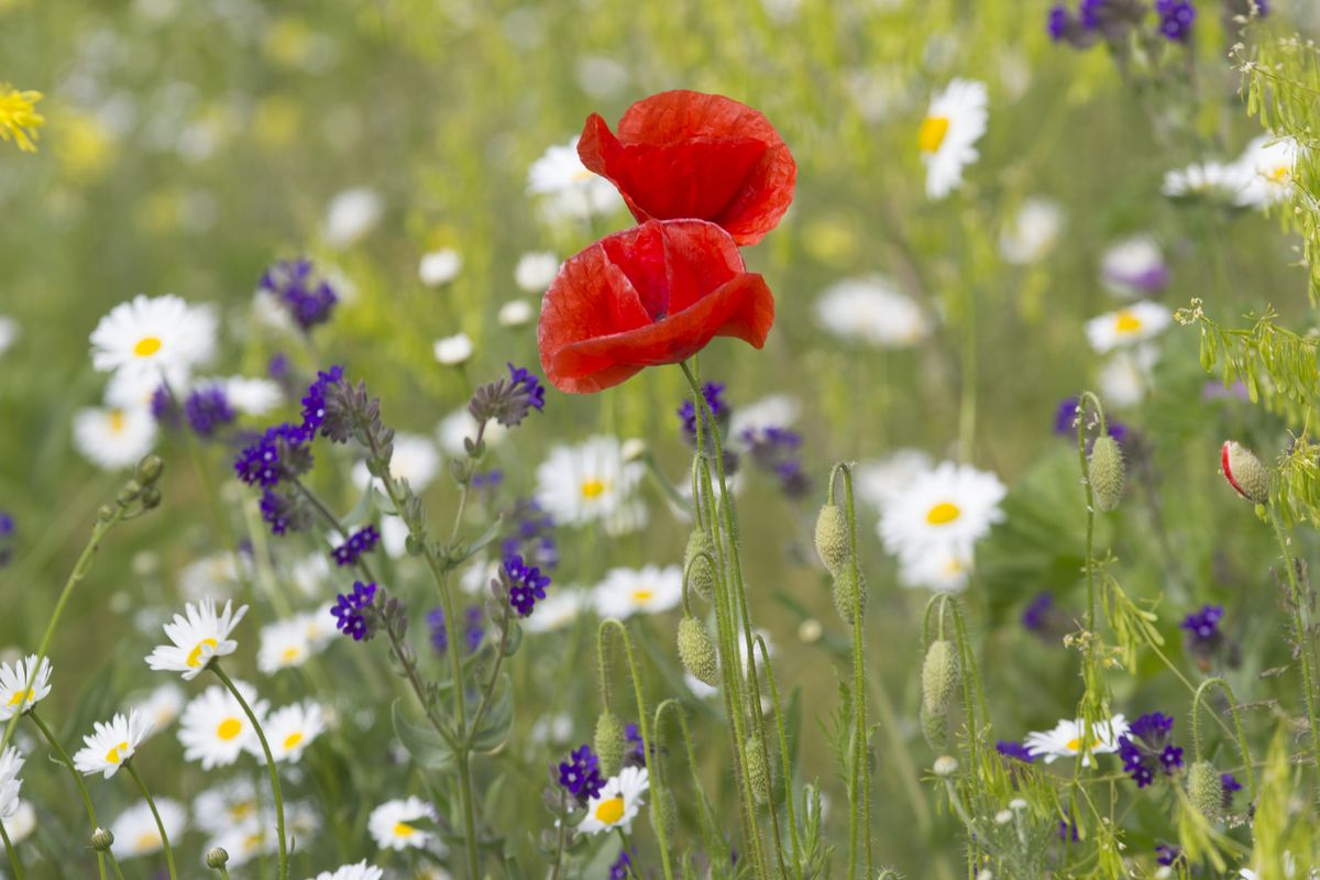 B1 Kleurrijk - tijdelijke natuur