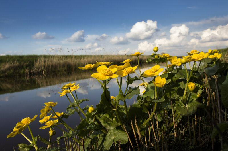 Wilde planten voor natte grond in de zon | Cruydt-Hoeck