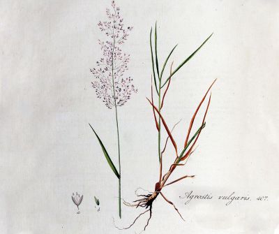 Gewoon struisgras - Agrostis capillaris