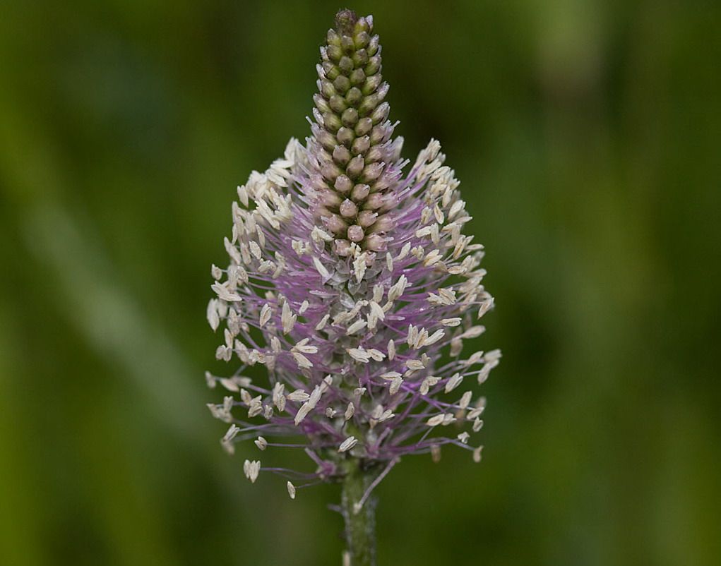 Ruige weegbree - Plantago media