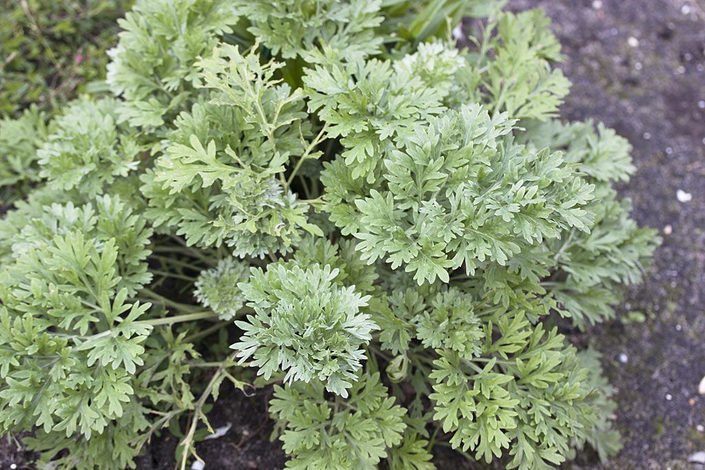 Absintalsem - Artemisia absinthium