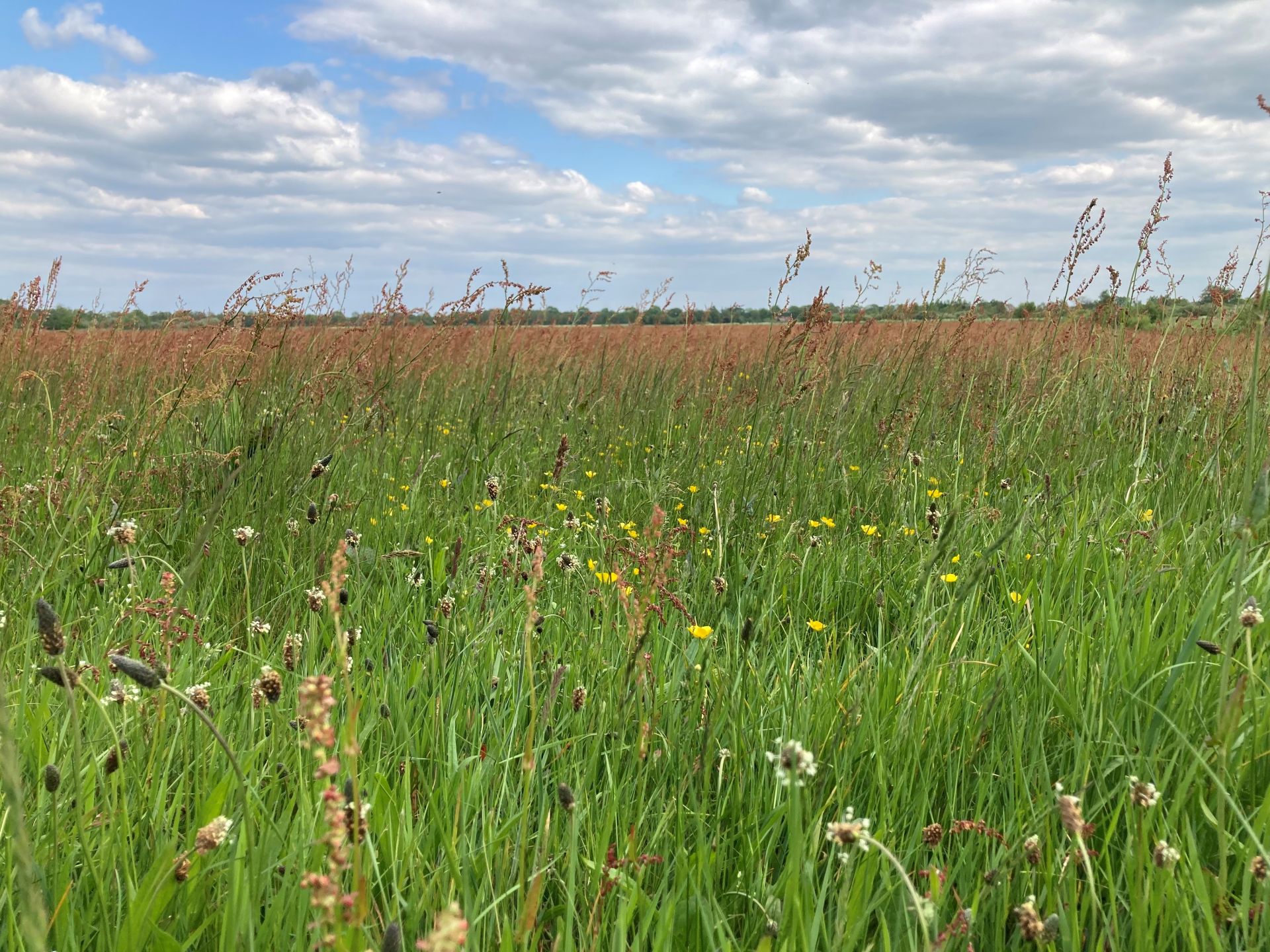 Kruidenrijk grasland