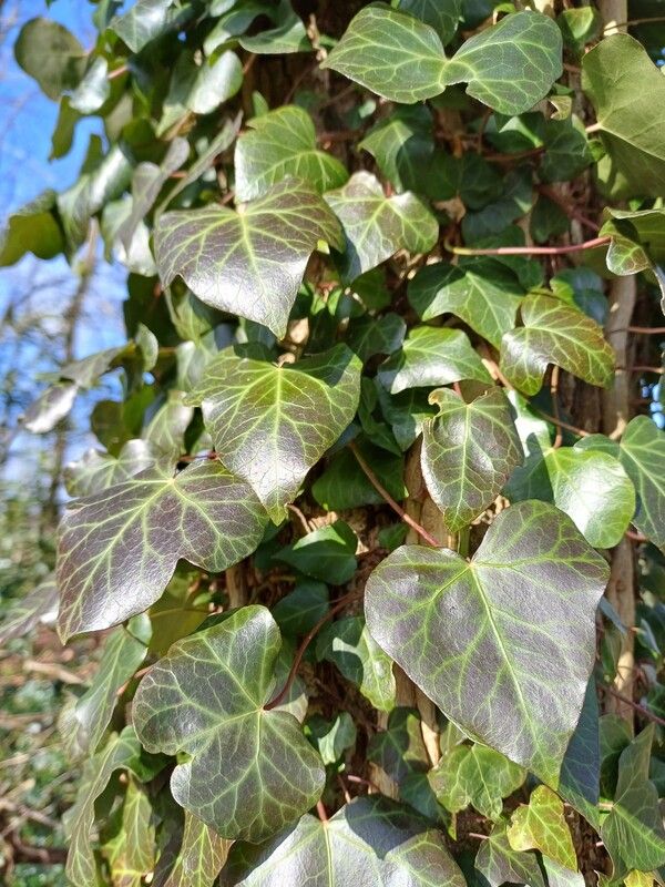 Klimop - Hedera helix