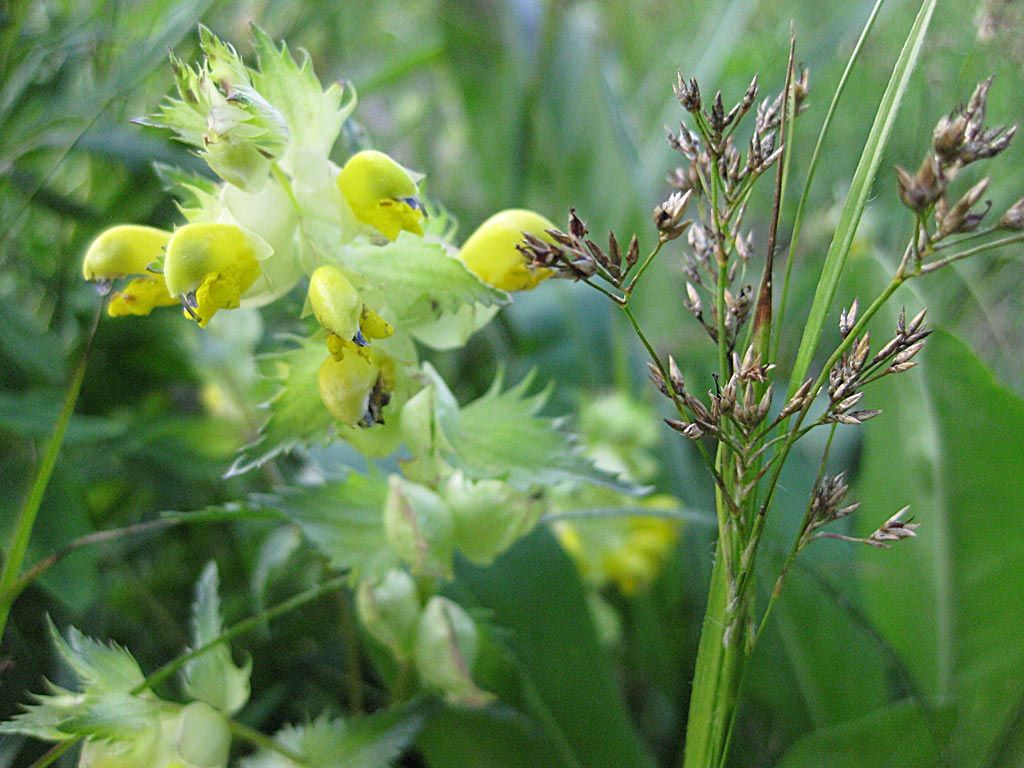Kleine ratelaar - Rhinanthus minor