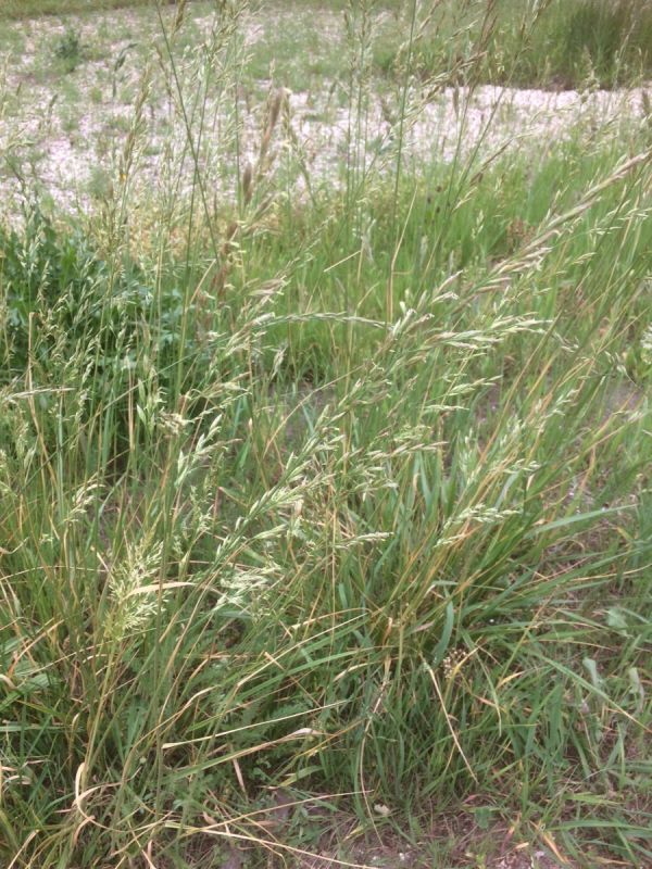 Wilde planten voor natte grond in de zon | Cruydt-Hoeck