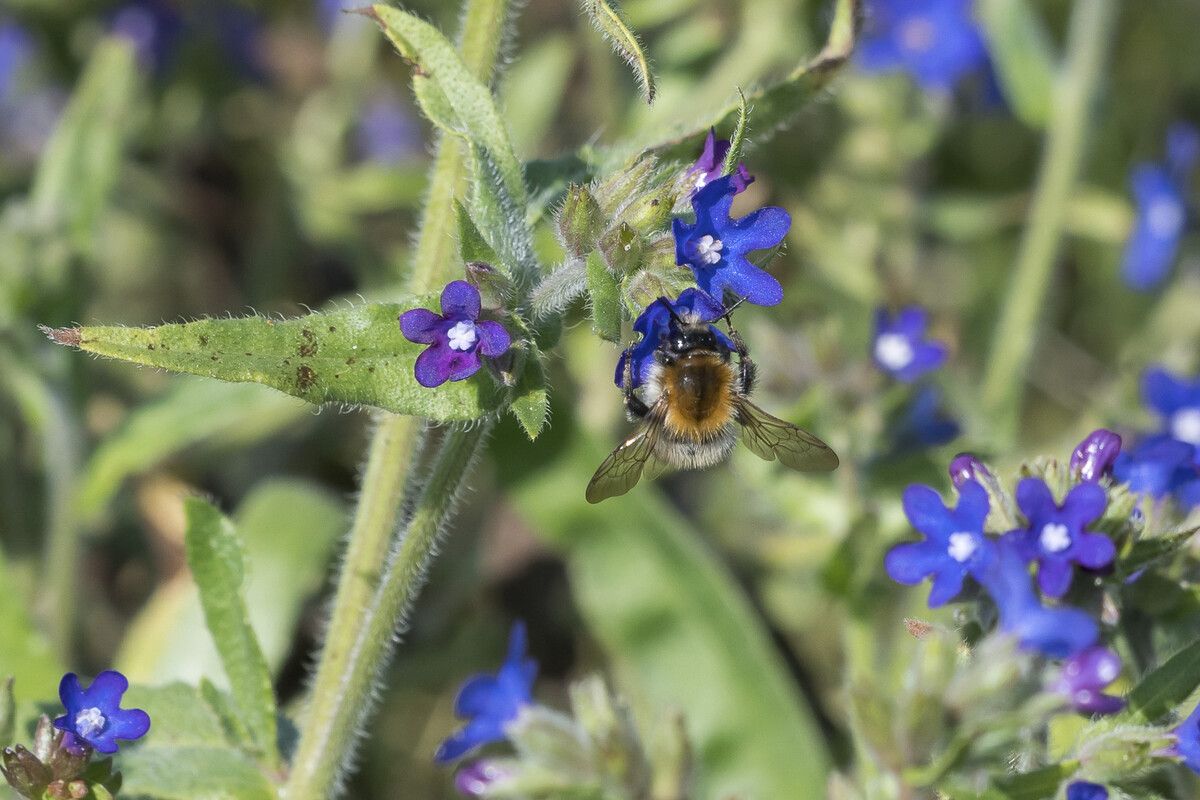Gewone ossentong - Anchusa officinalis