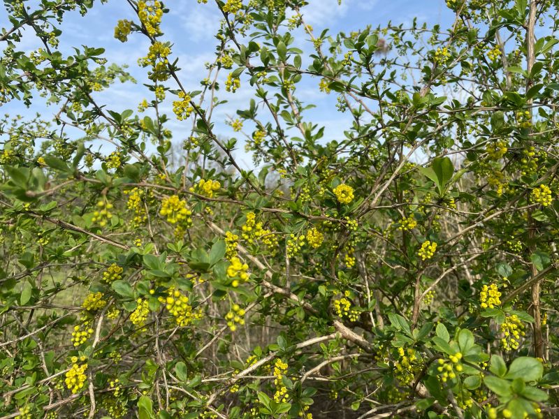 Zuurbes - Berberis vulgaris