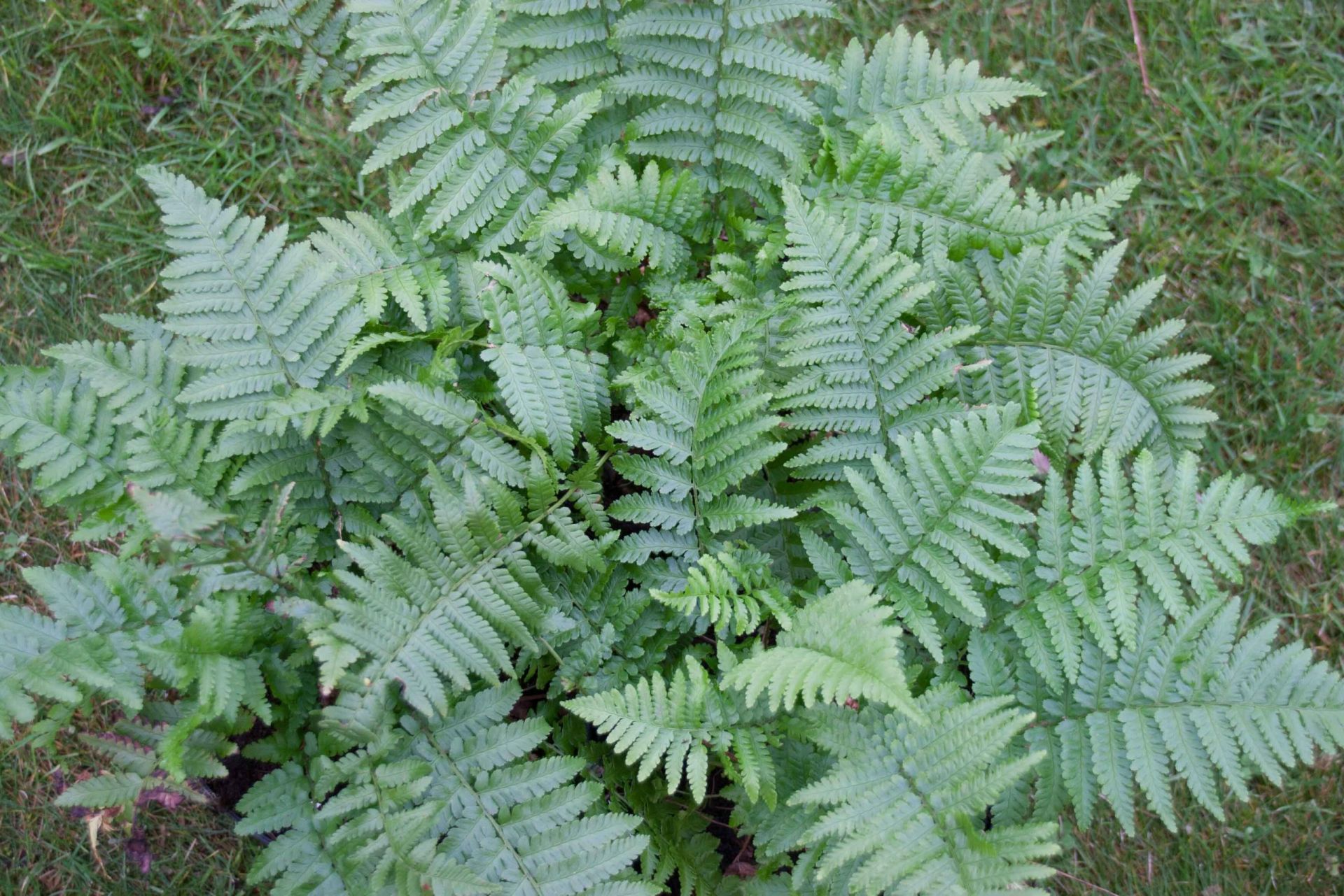 Mannetjesvaren - Dryopteris filix-mas