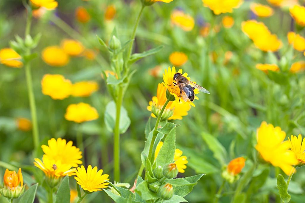Akkergoudsbloem - Calendula arvensis