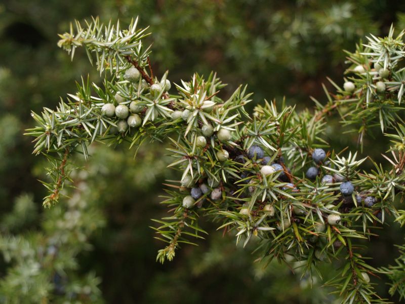Jeneverbes - Juniperus communis