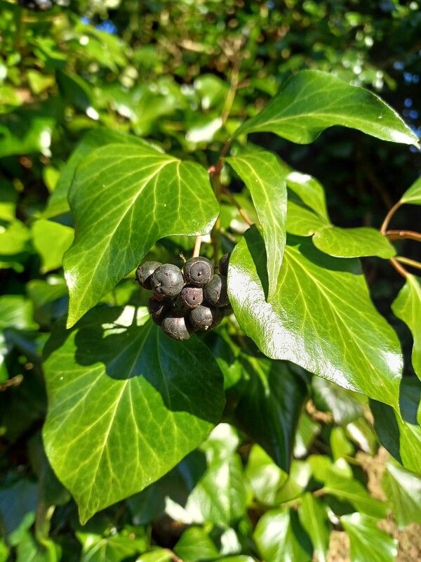 Klimop - Hedera helix