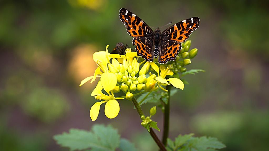 Witte mosterd - Sinapis alba