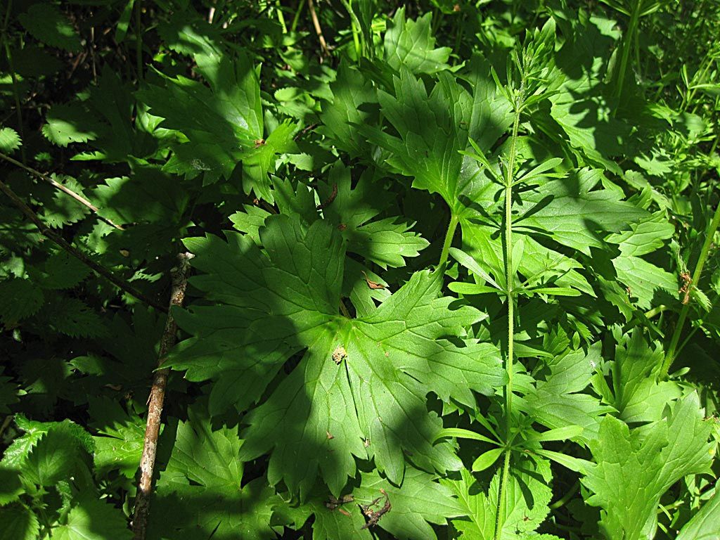 Gele monnikskap - Aconitum vulparia