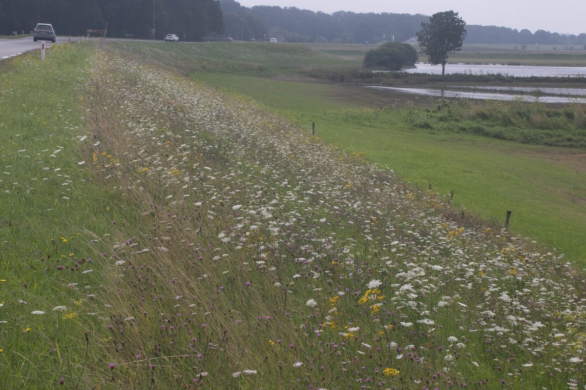DBK Dijken Basis Kruiden