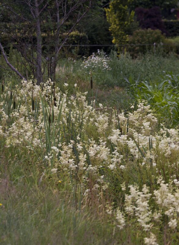 Moerasspirea - Filipendula ulmaria