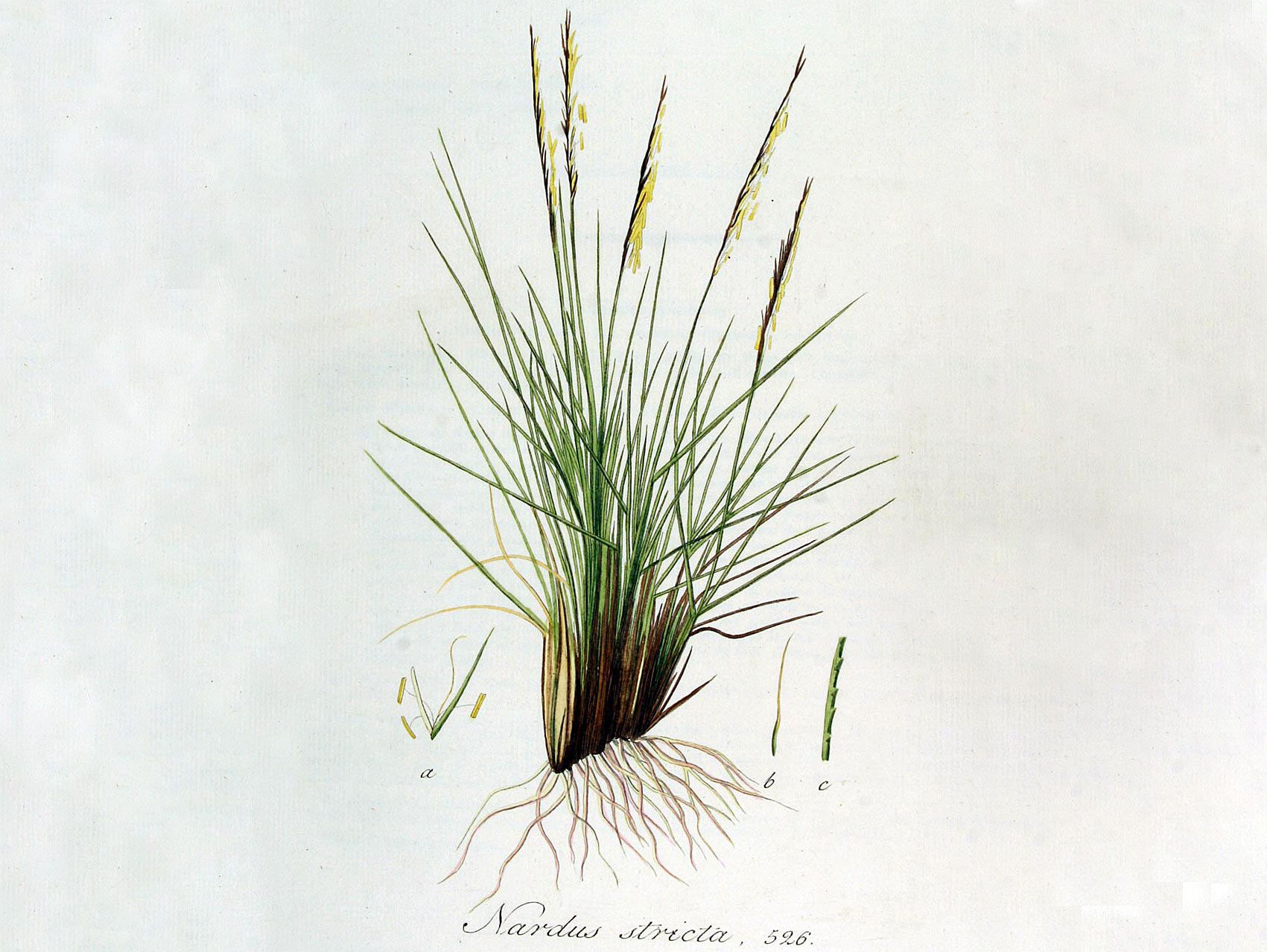 Borstelgras - Nardus stricta