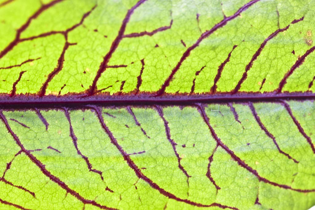 Bloedzuring - Rumex sanguineus